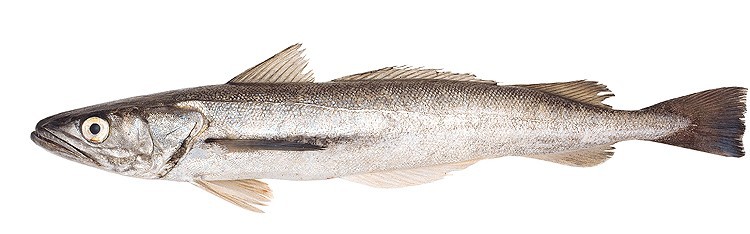 WHOLE FROZEN HAKE FISH AND HAKE FILLETS | GUTIERREZALEU M.T.